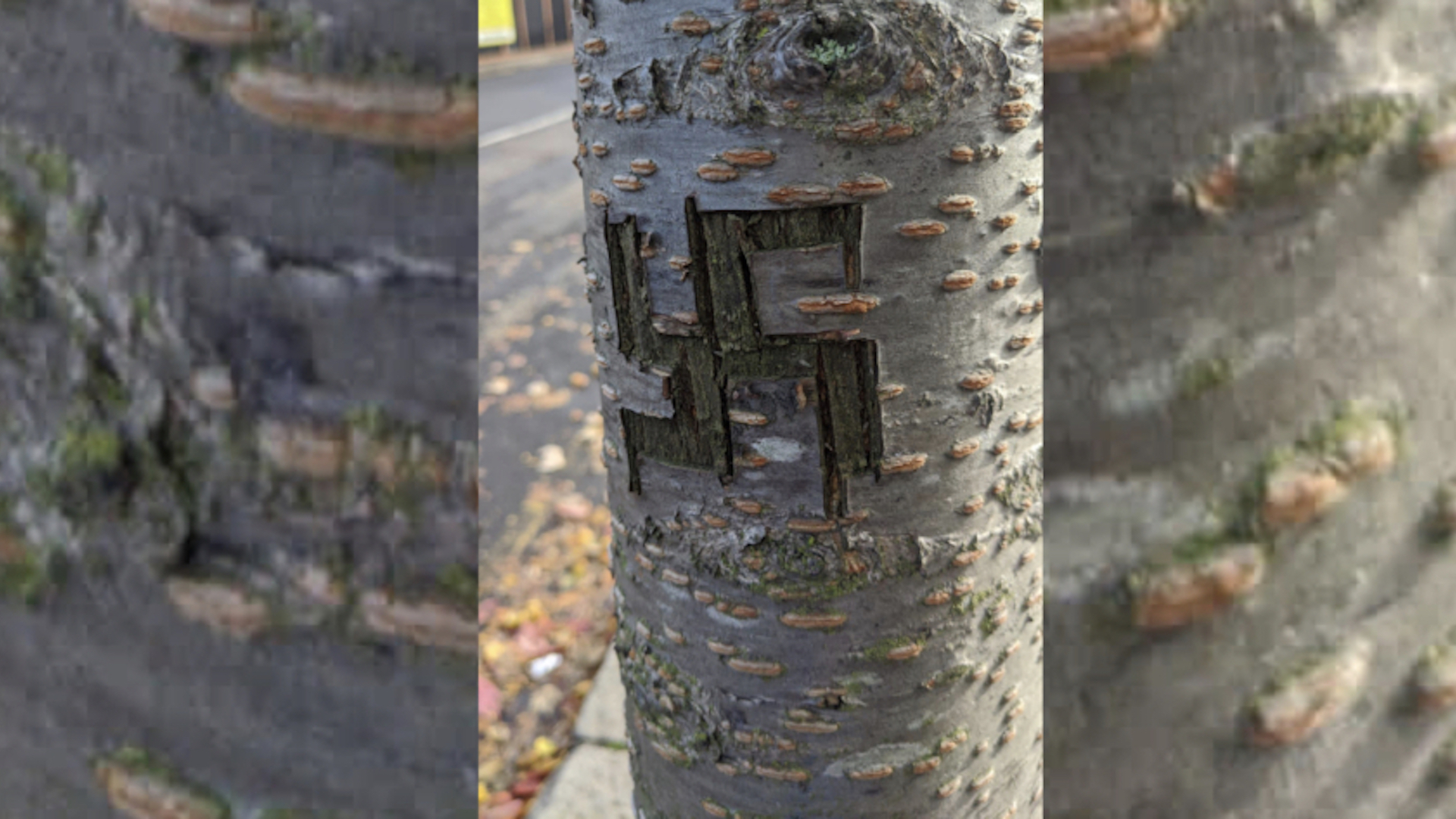 Appeal for witnesses after swastika gouged out of tree outside office ...